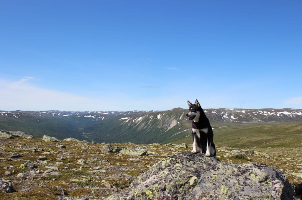 Arctic Soul Lapponian Kiehka – Velkommen til Norsk lapphundklubb