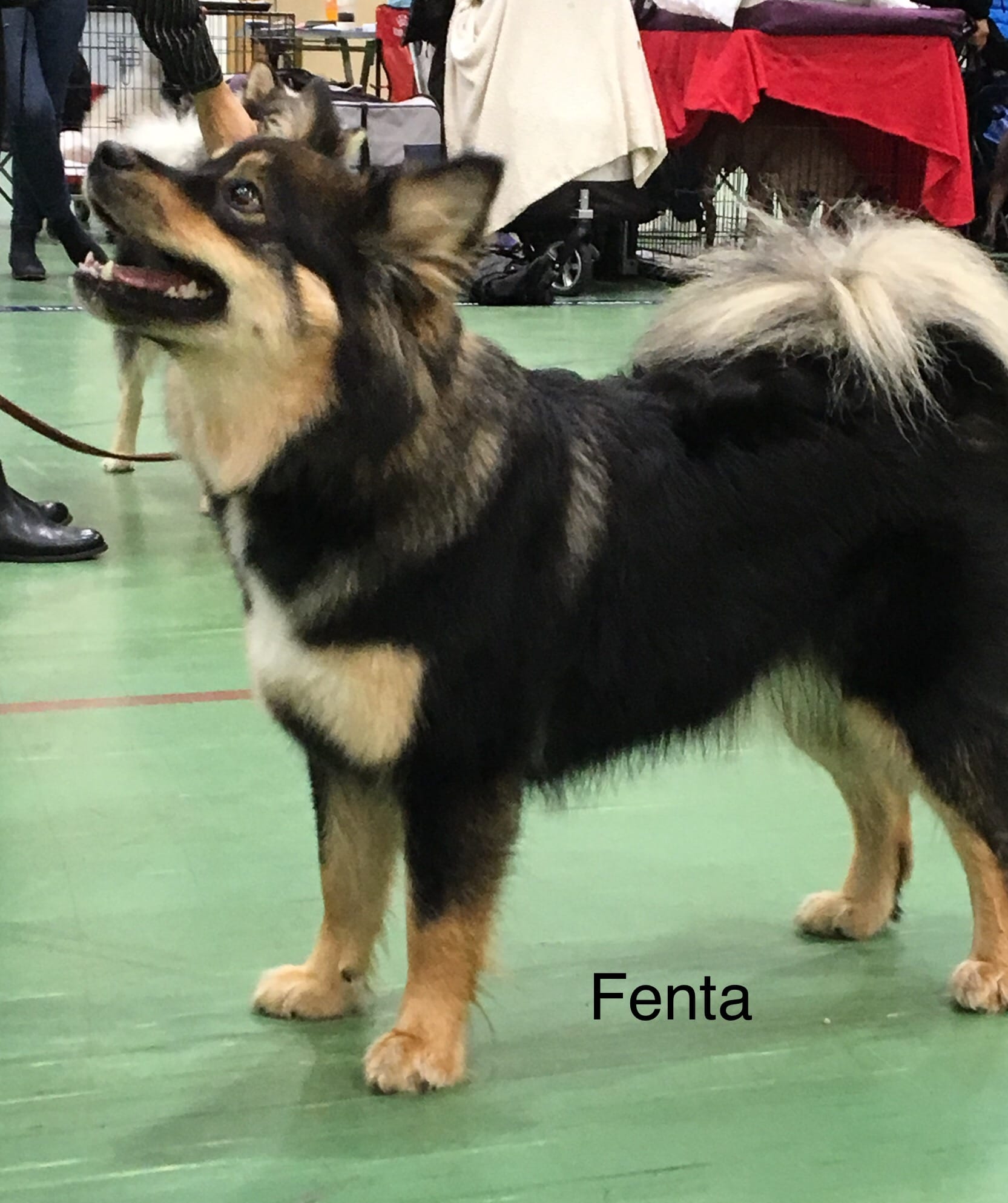 Kvitsymras Fenta – Velkommen til Norsk lapphundklubb
